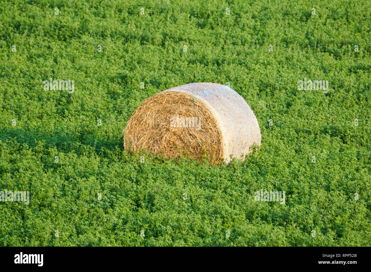 Round bales of hay in the green field Stock Photo - Alamy