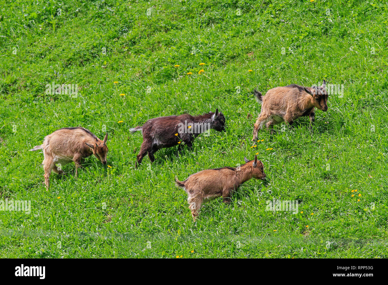Dwarf goats grazing on mountain slope Stock Photo - Alamy
