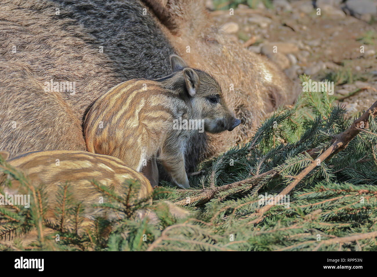 young still striped wild boar with mother Stock Photo - Alamy