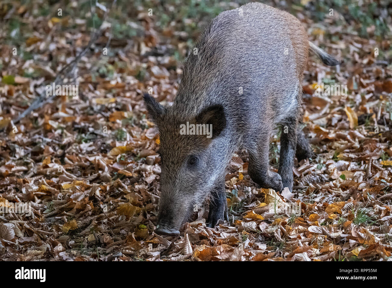 Male wild boars hi-res stock photography and images - Alamy