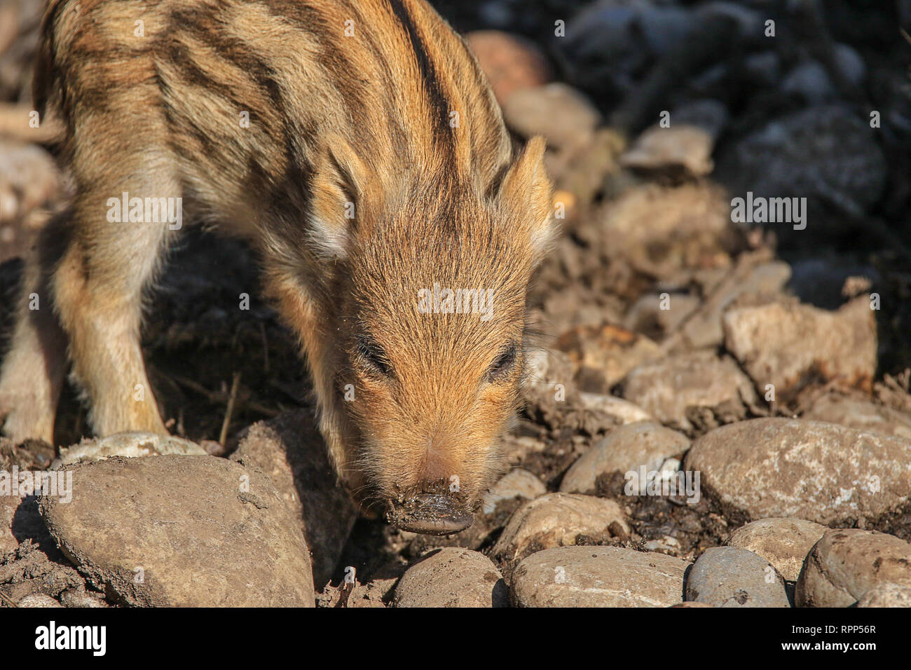 very young wild boar still with stripes Stock Photo - Alamy