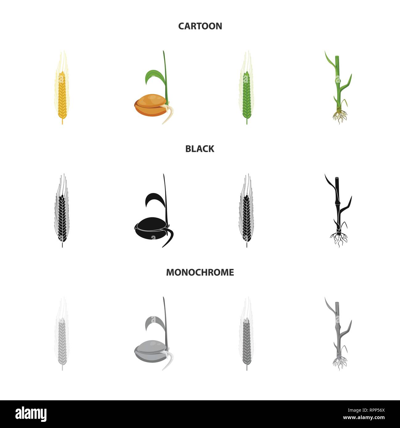 Corn Growth Stages High Resolution Stock Photography and Images - Alamy
