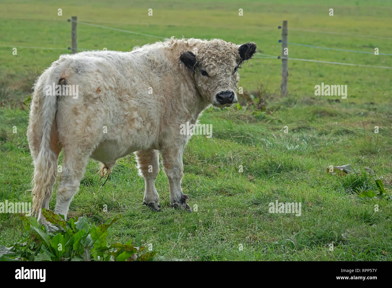 white beautiful Galloway cattle Stock Photo - Alamy