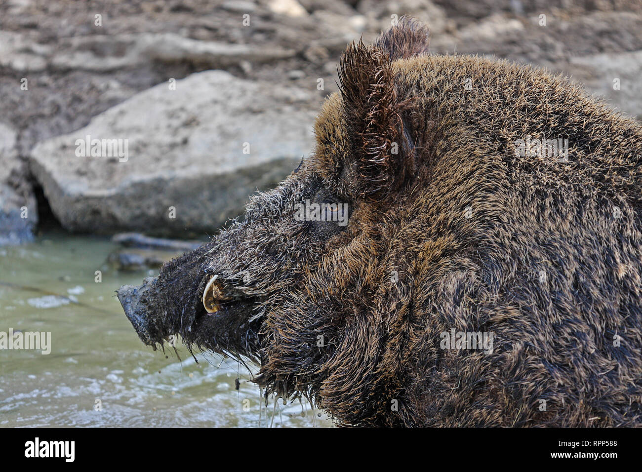 powerful male wild boar Stock Photo - Alamy