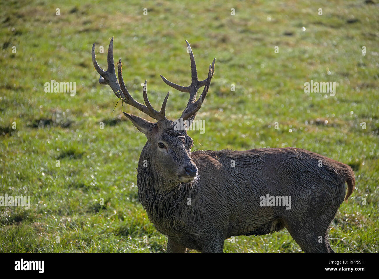 Red mud bath hi-res stock photography and images - Alamy