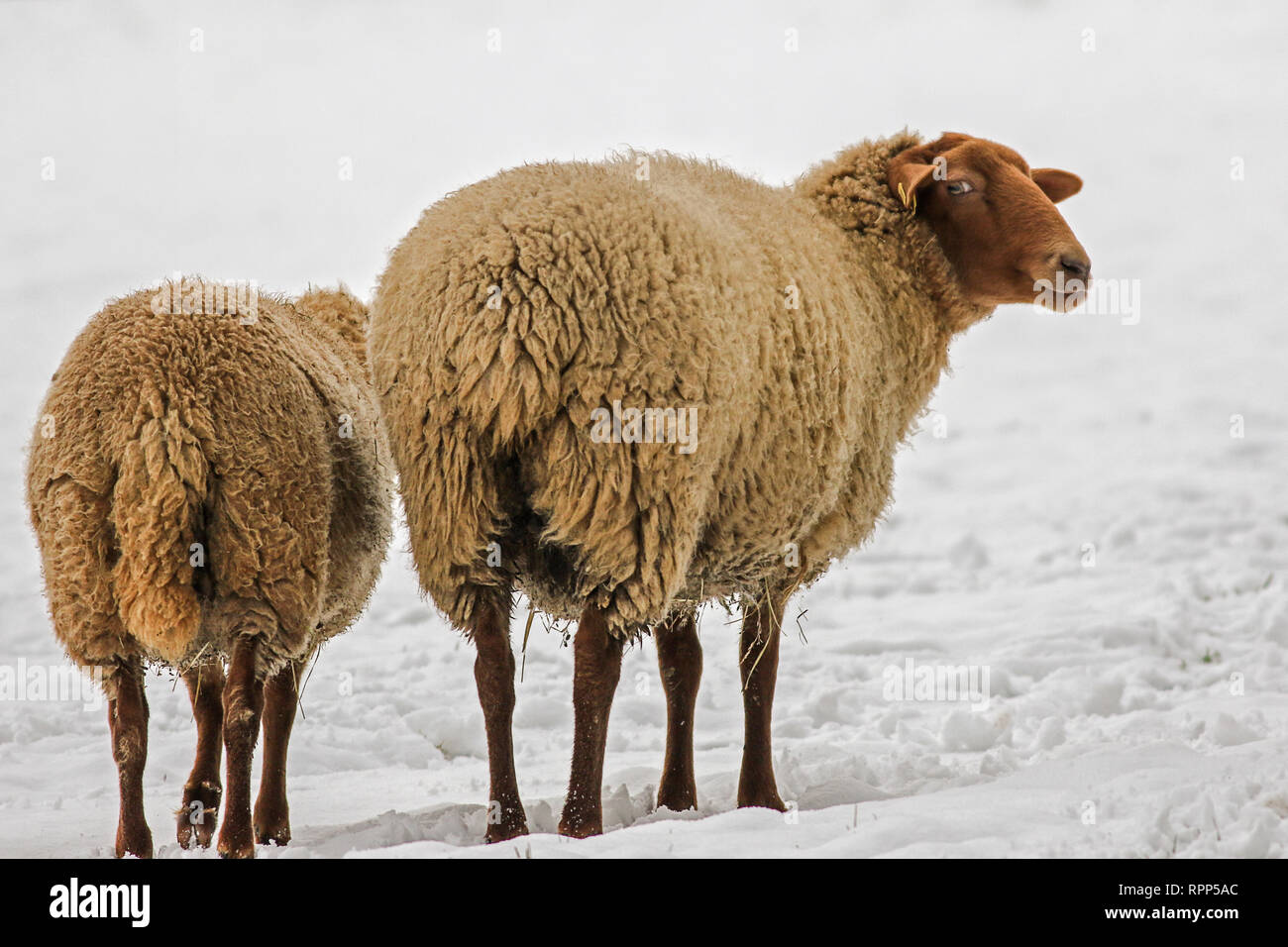 Sheep tail hi-res stock photography and images - Alamy