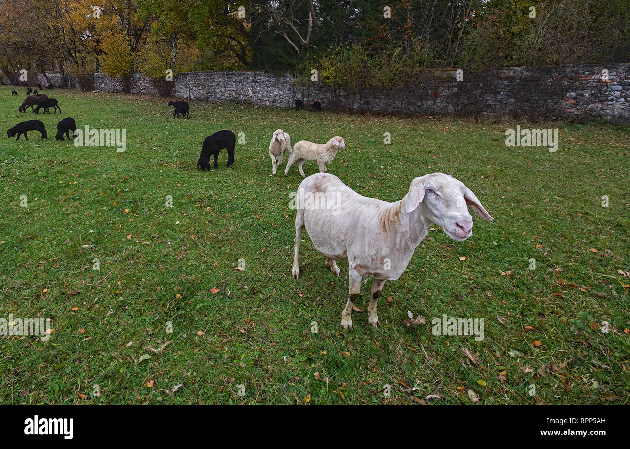 Sheep is shorn hi-res stock photography and images - Alamy
