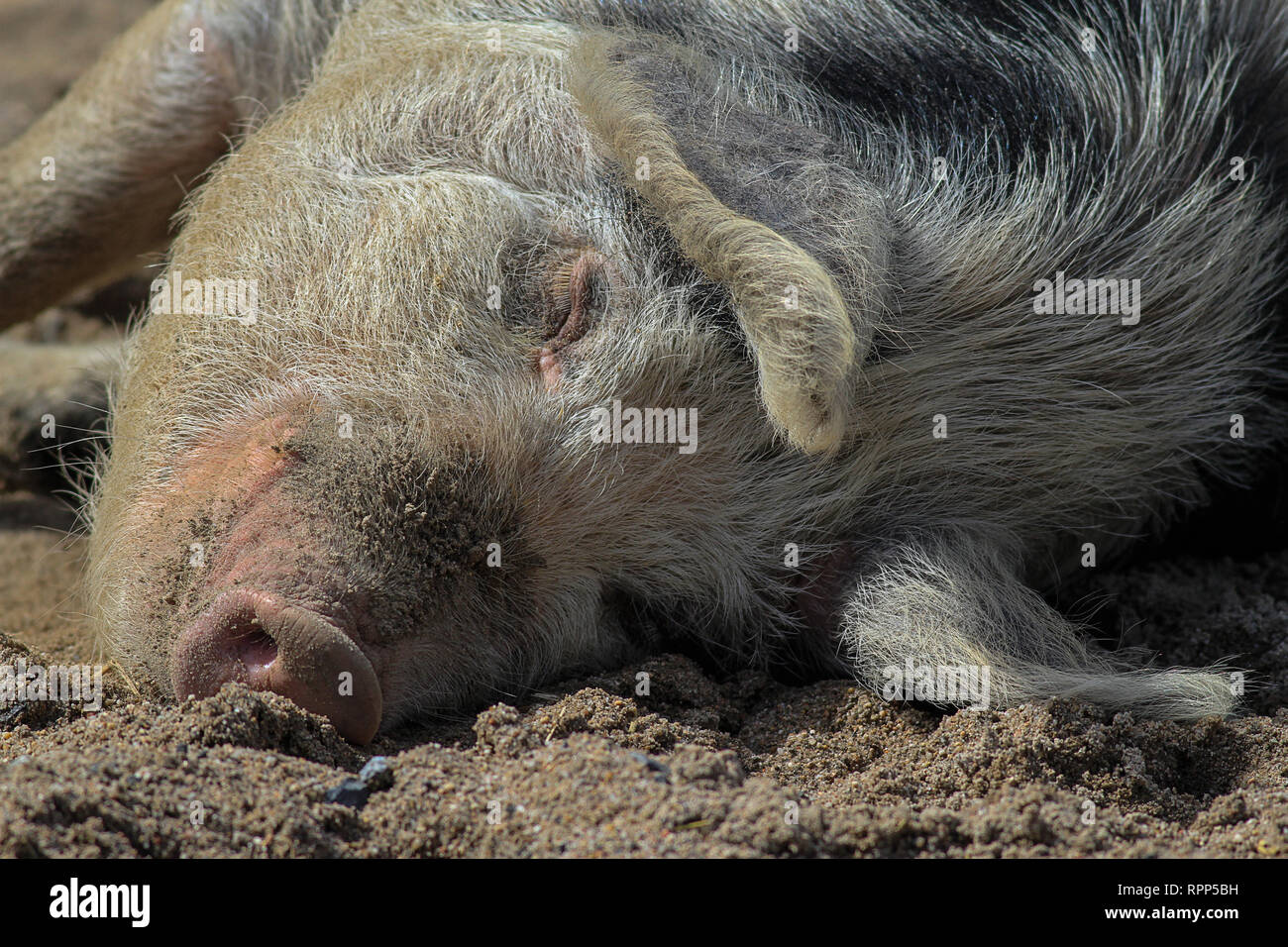 Domestic pig on a farm Stock Photo - Alamy