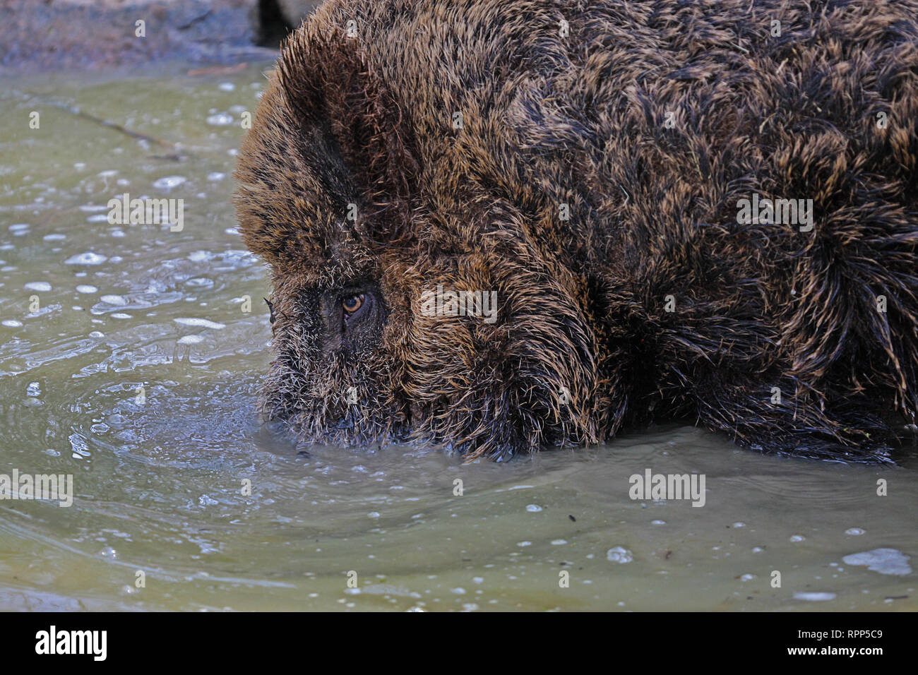 Muddy pool hi-res stock photography and images - Alamy