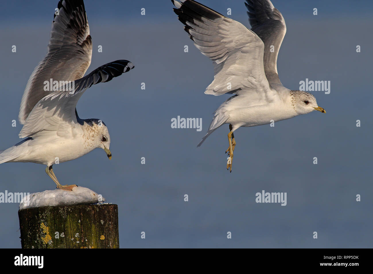 Seagull with outstretched wings sitting on wooden pole in winter Stock ...