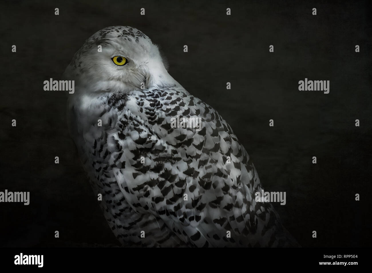 Snowy Owl in front of black background Stock Photo - Alamy