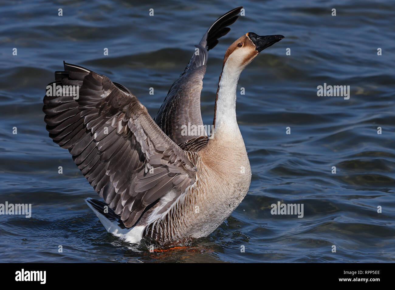 wing-beating humpback goose Stock Photo - Alamy