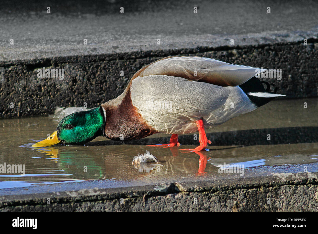 Bird drinking water from puddle animal wildlife hi-res stock ...