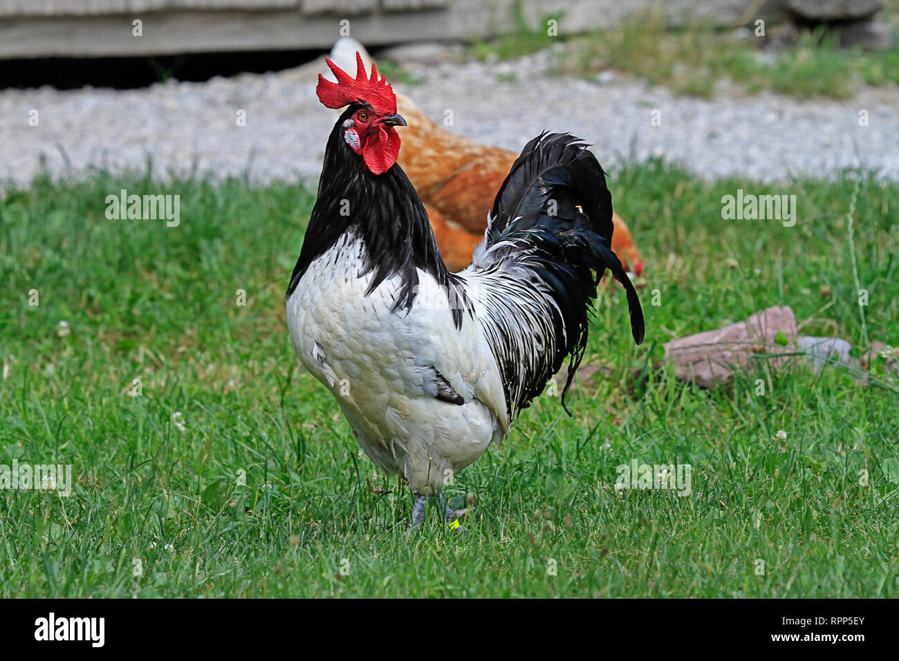 rooster with hen on a farm Stock Photo - Alamy