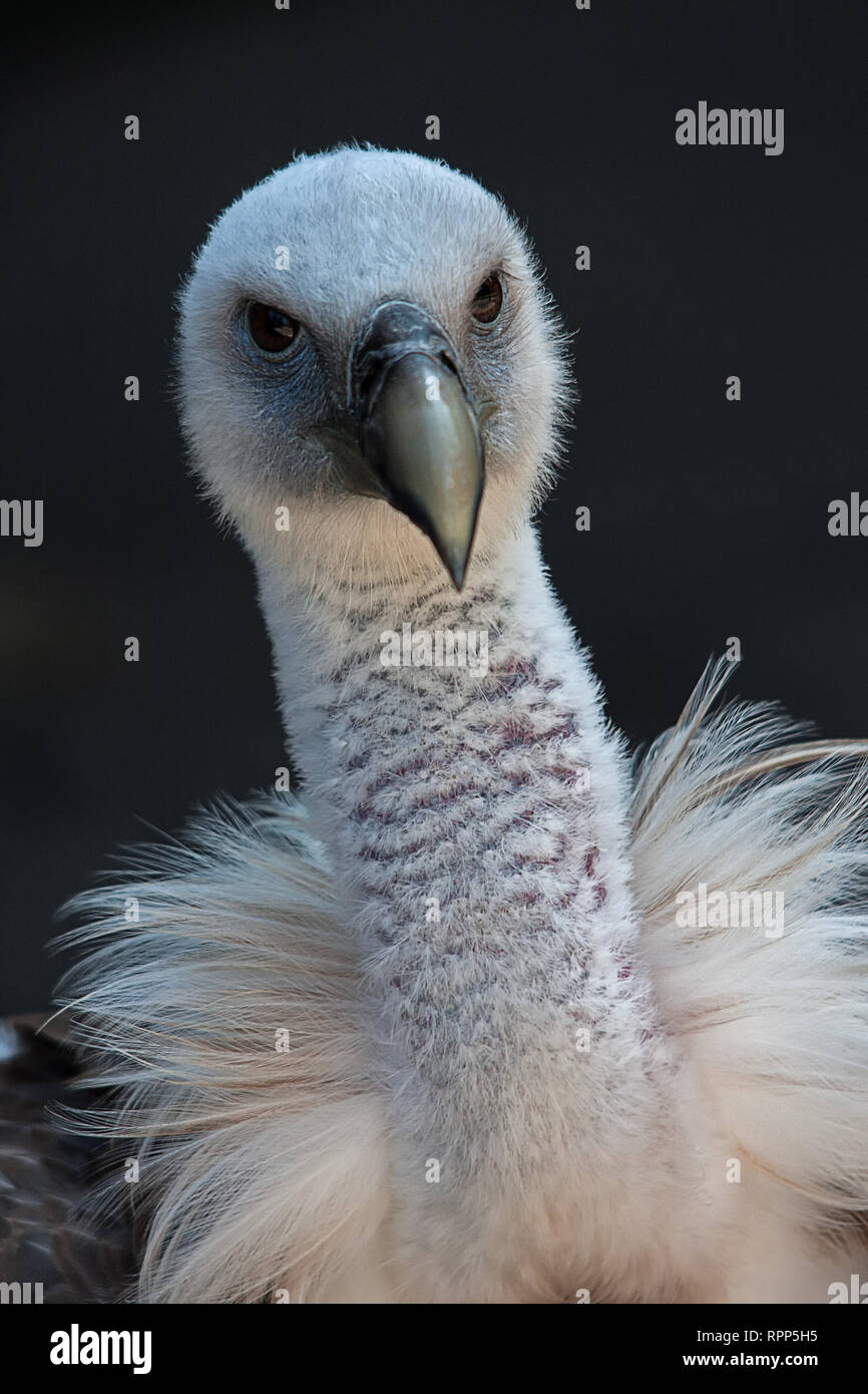 Portrait of a monk vulture Stock Photo - Alamy