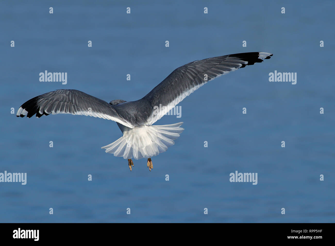Rear of seagull hi-res stock photography and images - Alamy