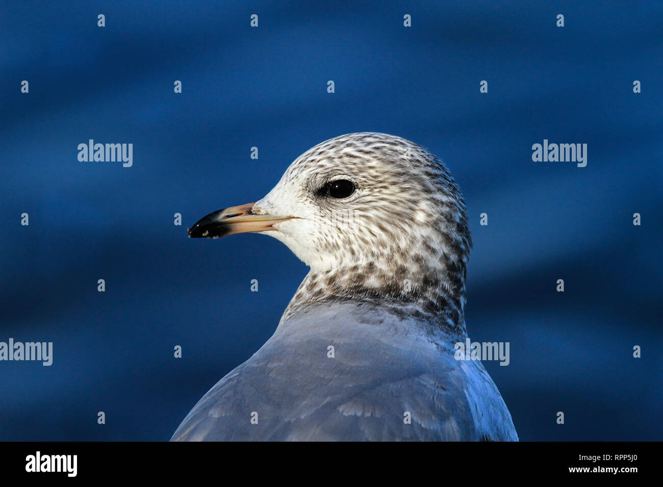 portrait of a seagull Stock Photo - Alamy