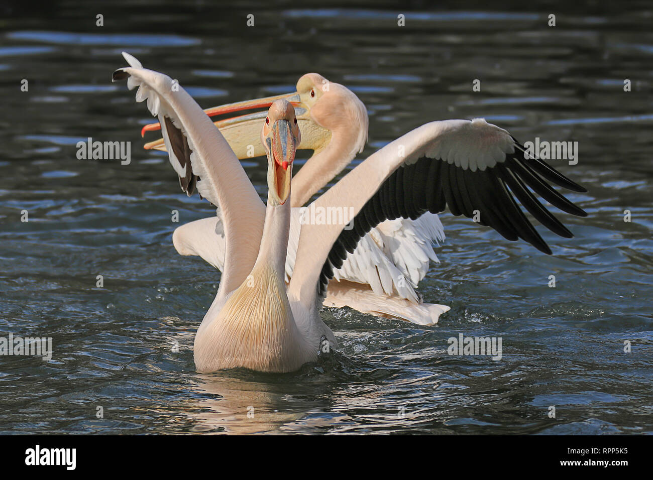 Pelican laughing hi-res stock photography and images - Alamy