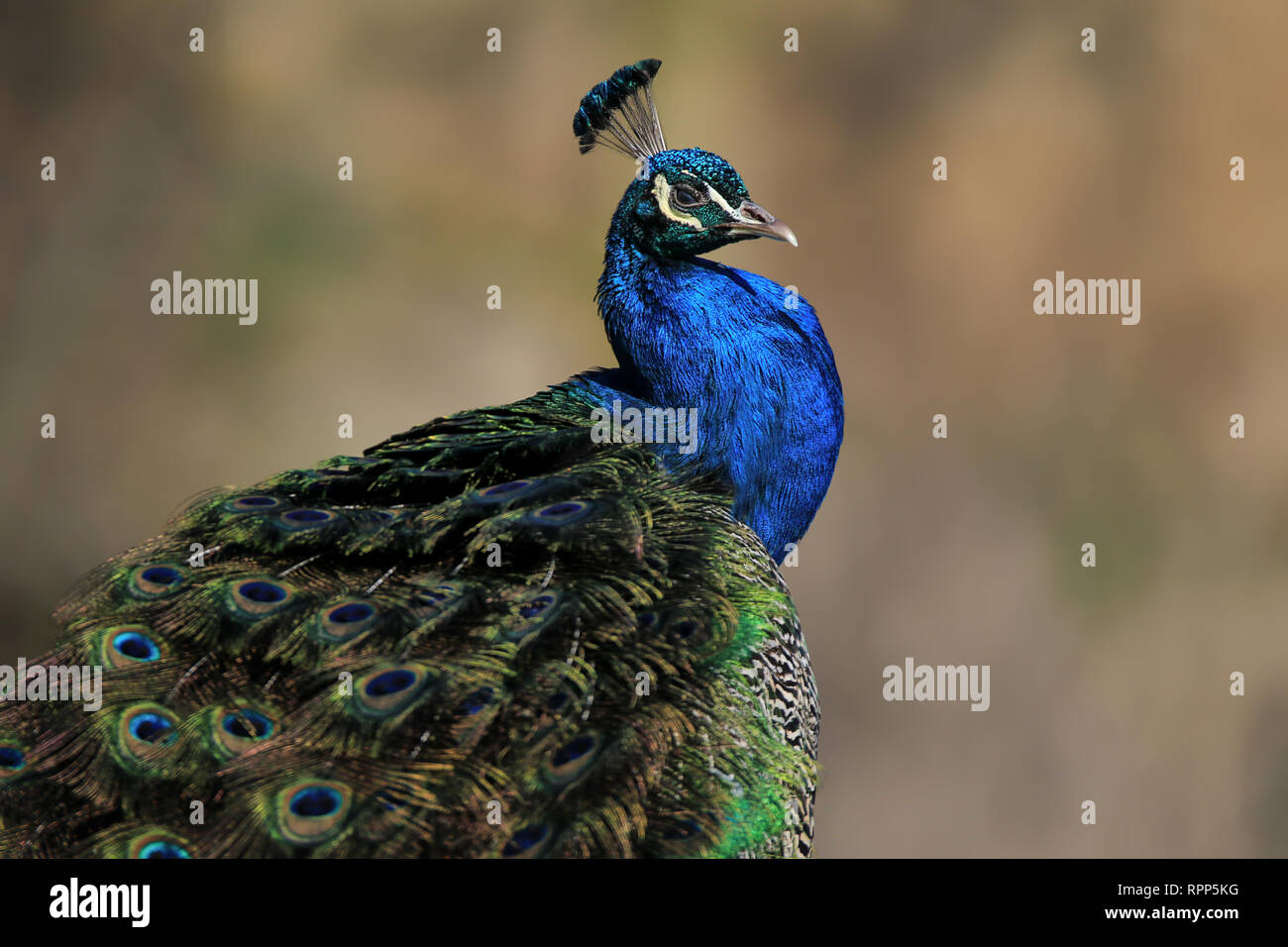 Upper body shot hi-res stock photography and images - Alamy