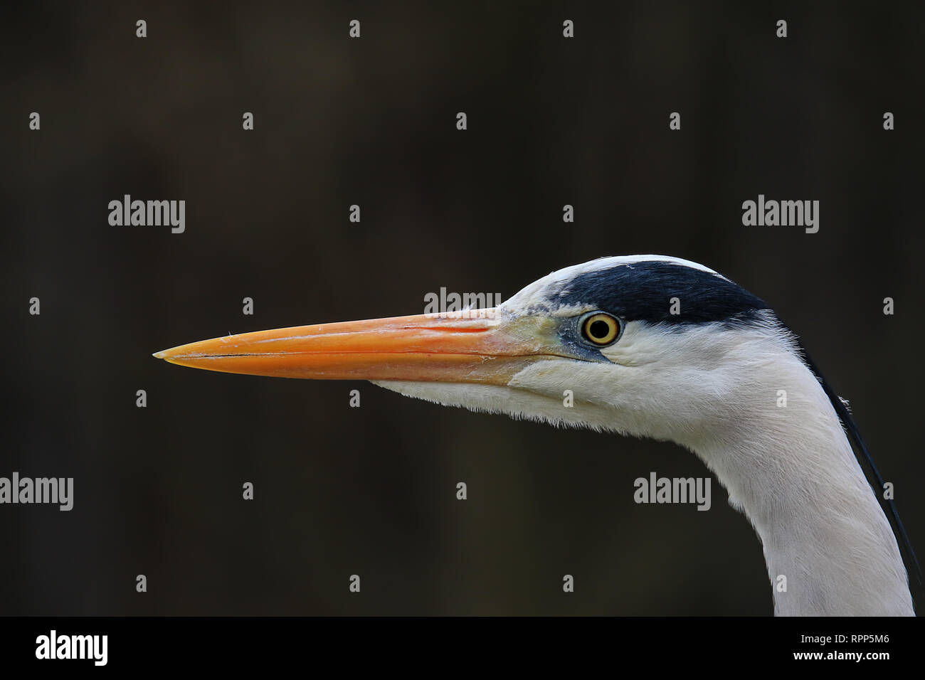 portrait of a crane dark background Stock Photo - Alamy
