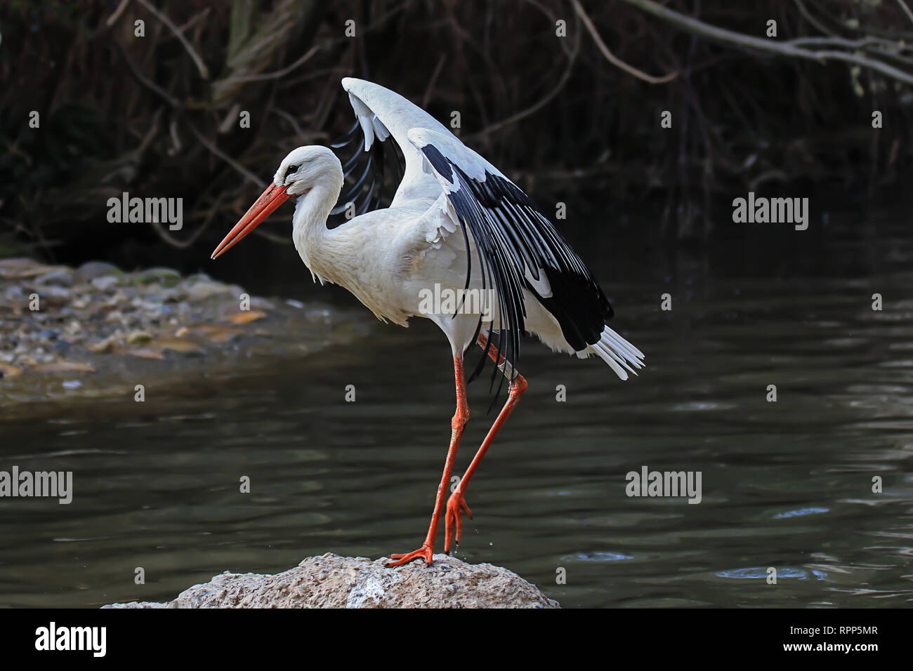 Medium sized stork hi-res stock photography and images - Alamy