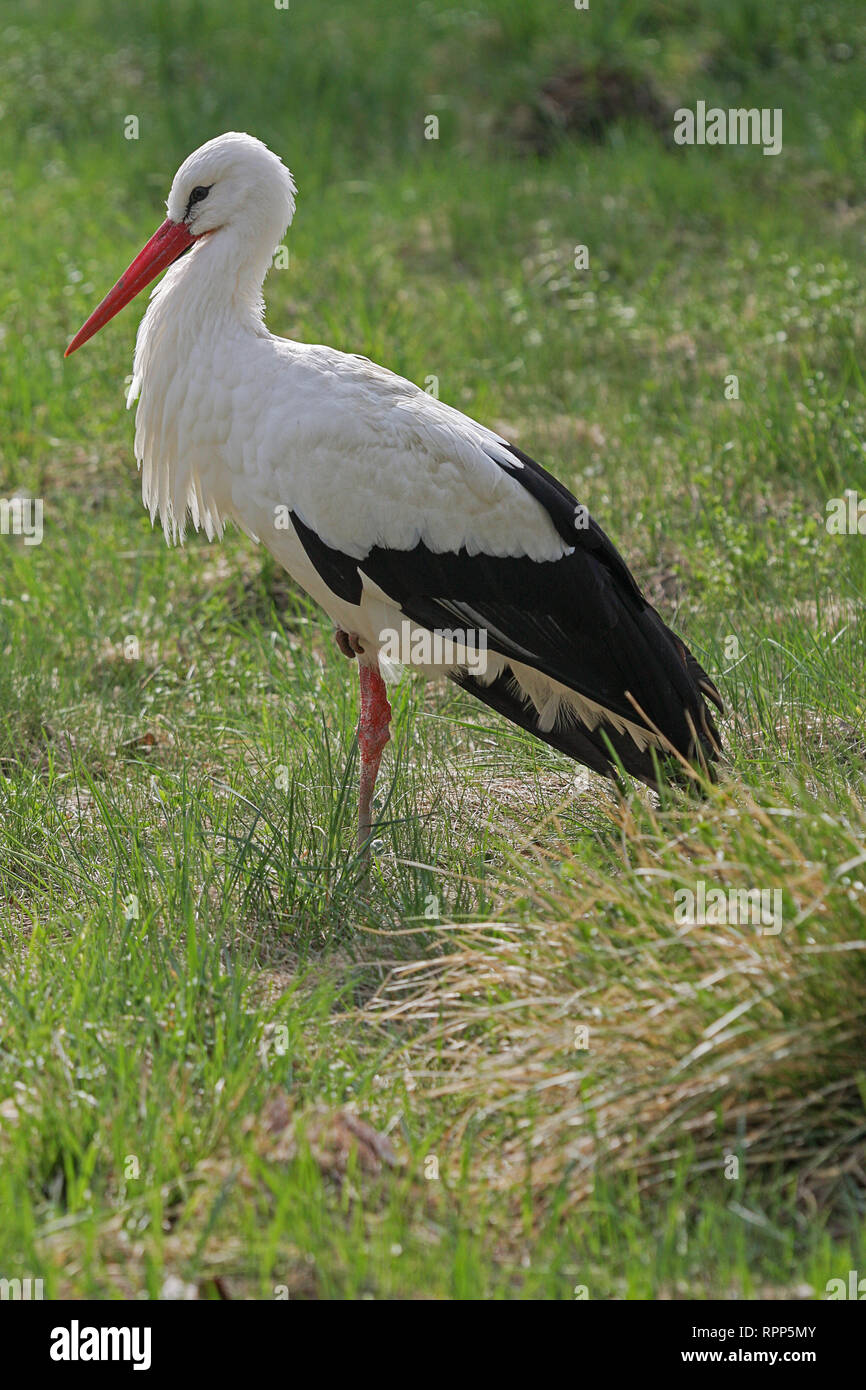 stork standing ia green grass looking for prey Stock Photo - Alamy