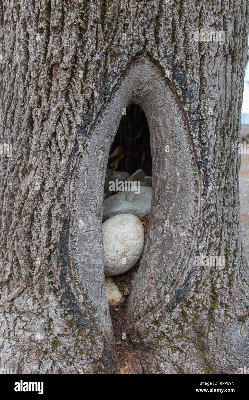 The view of stones inside hollow in a tree Stock Photo - Alamy