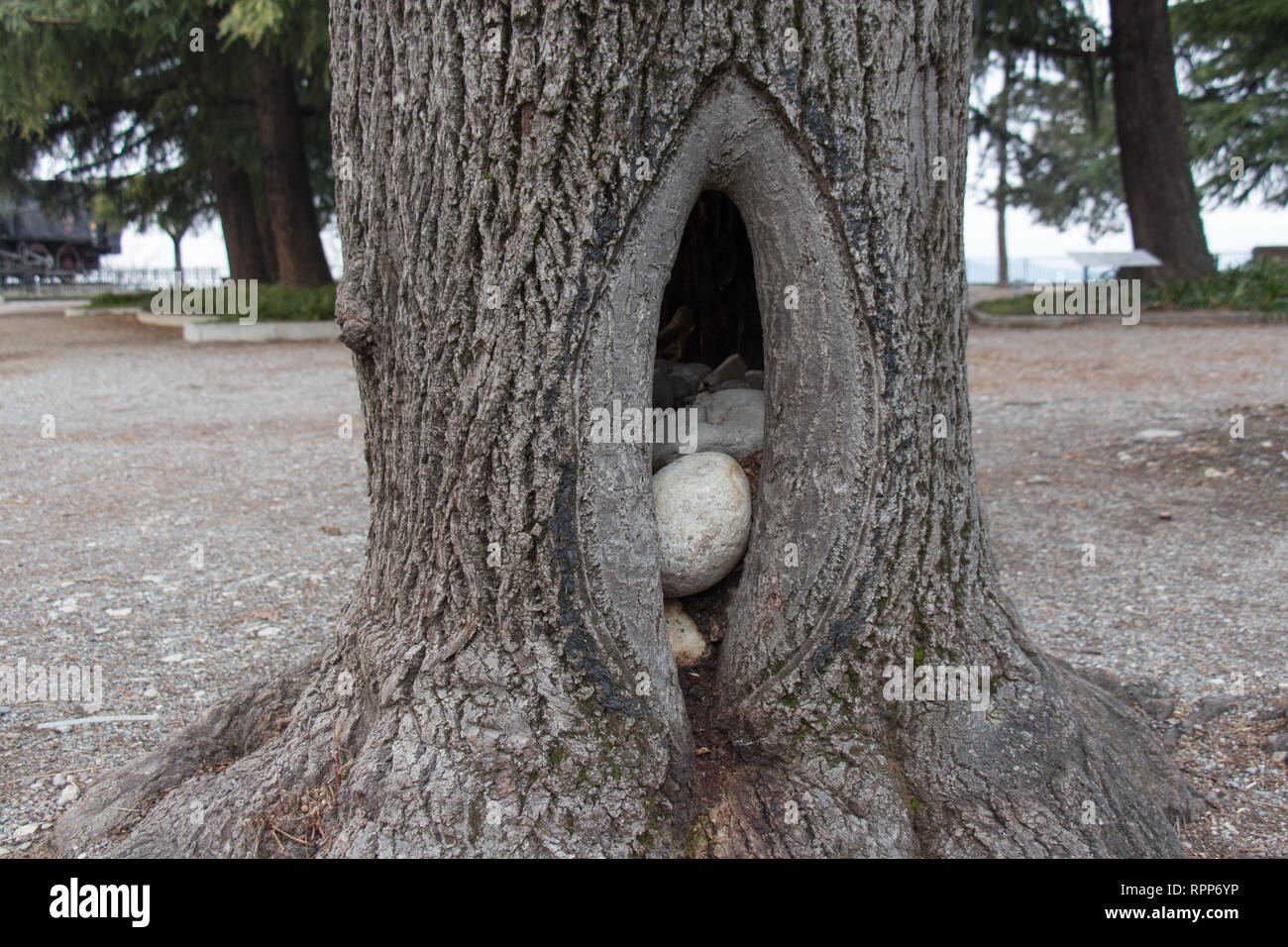 The view of a strange shape trunk and stones inside tree hollow Stock ...