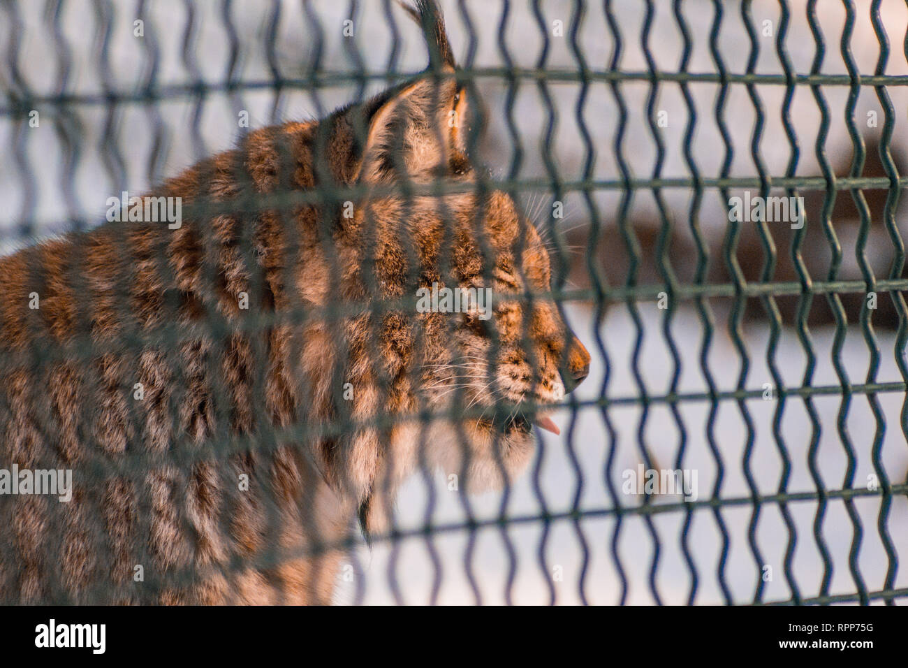lynx in snowy winter landscape, lynx enclosure near Rabenklippe, Bad ...