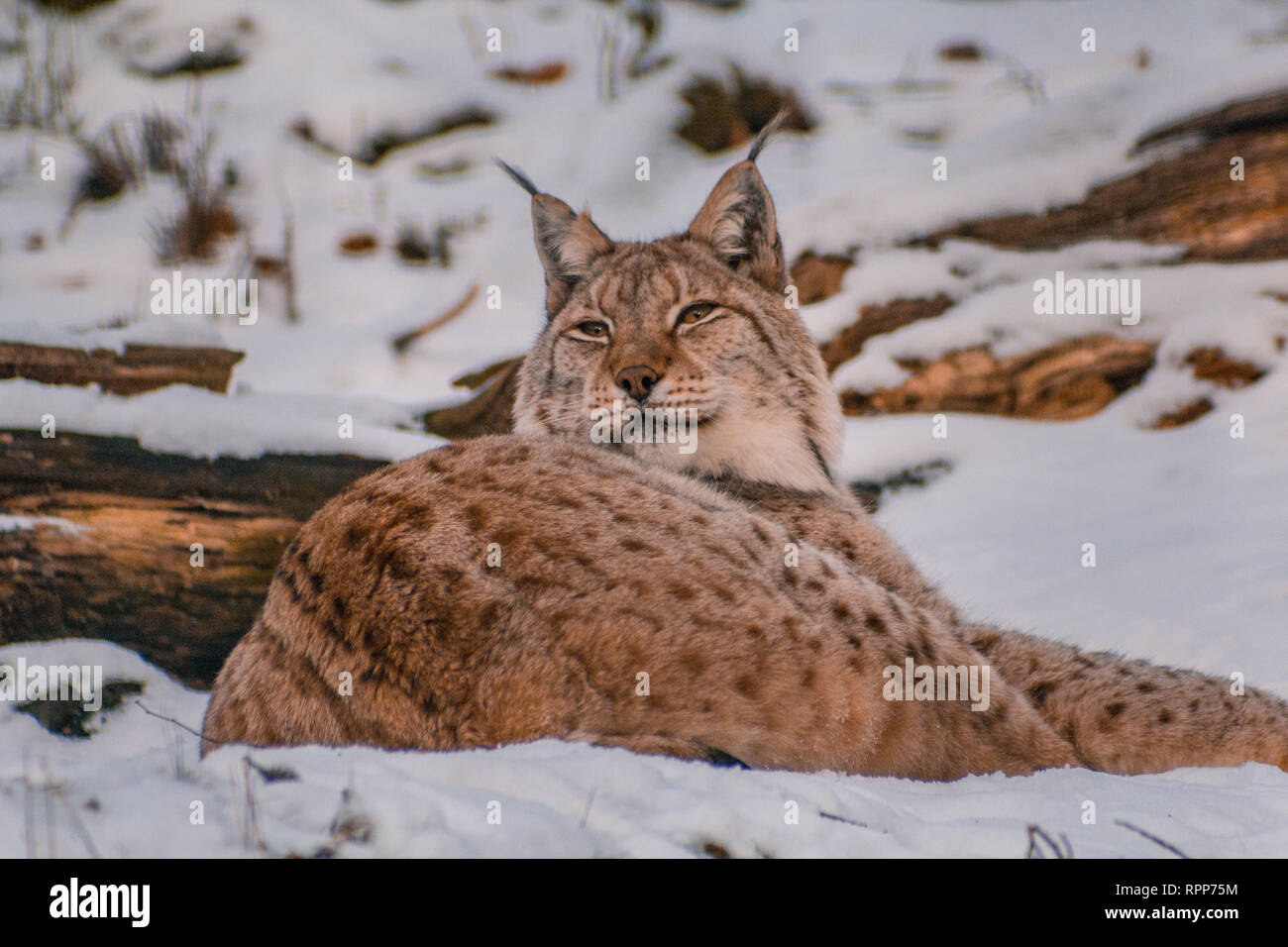 lynx in snowy winter landscape, lynx enclosure near Rabenklippe, Bad ...