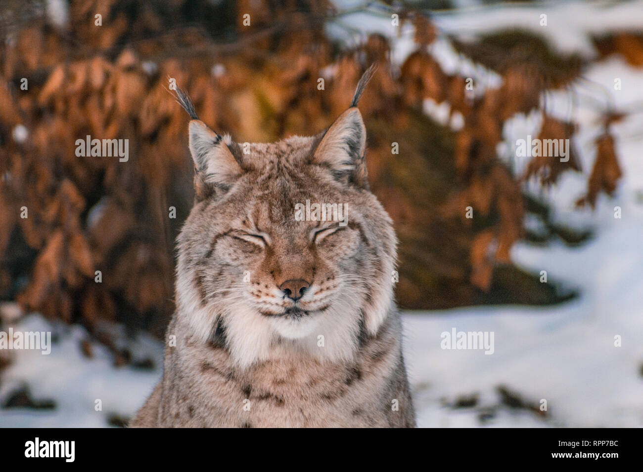lynx in snowy winter landscape, lynx enclosure near Rabenklippe, Bad ...