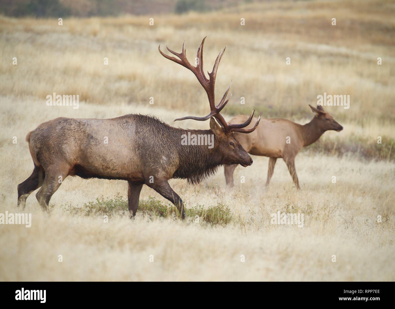Rocky Mountain Elk - a male an a female walking together during the ...