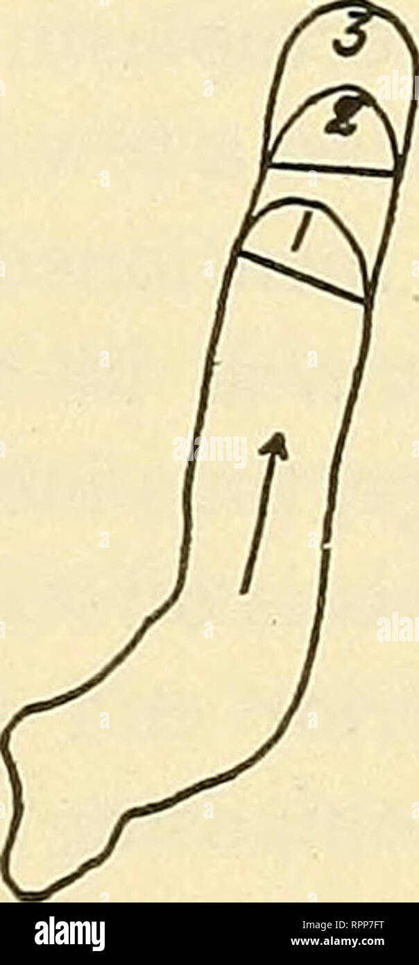 Amoeboid movement hi-res stock photography and images - Alamy