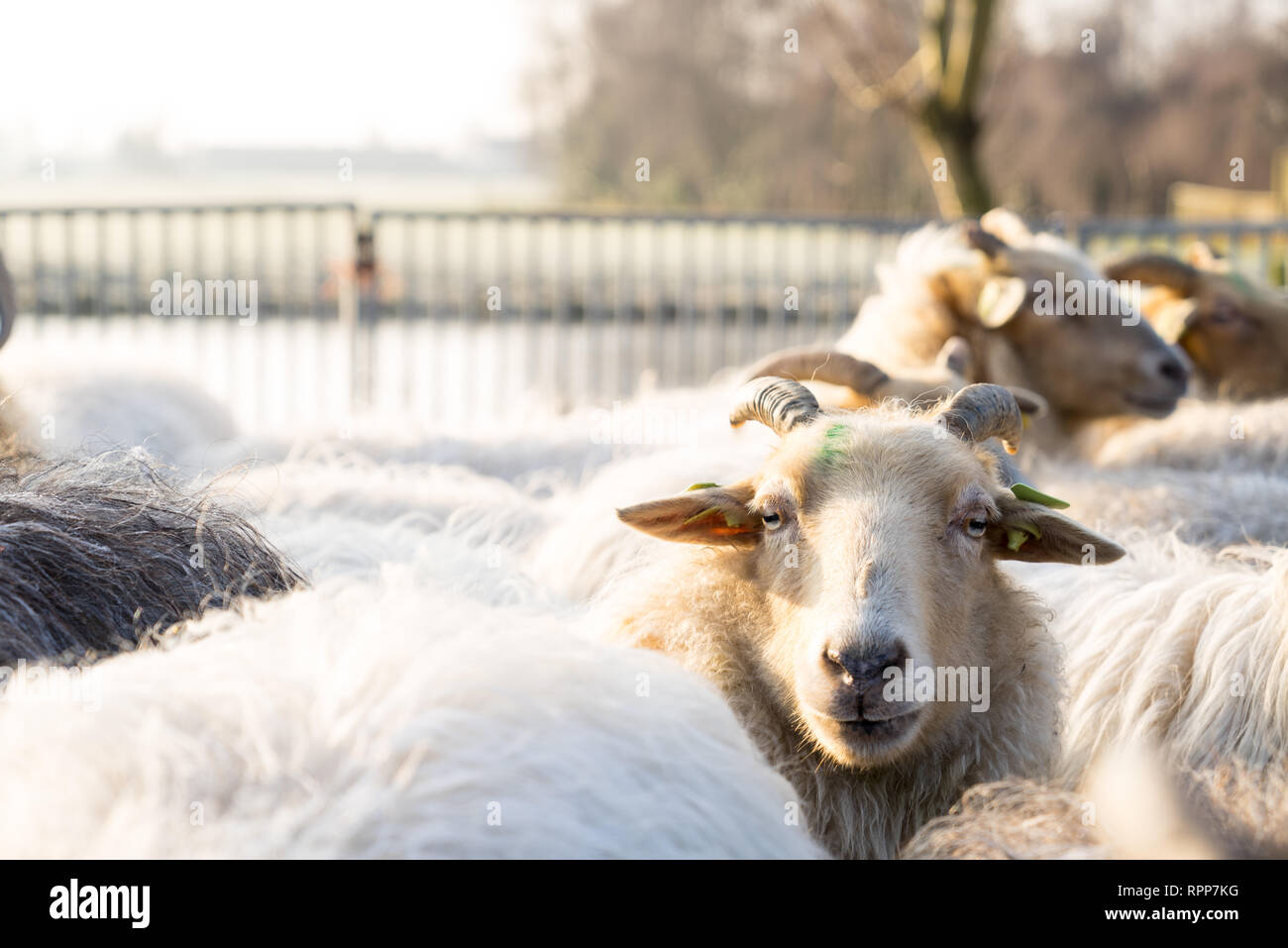 Keeper of sheep hi-res stock photography and images - Alamy