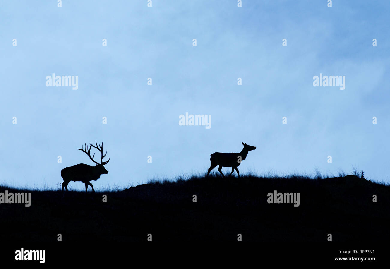Silhouette rocky mountain bull elk hi-res stock photography and images ...