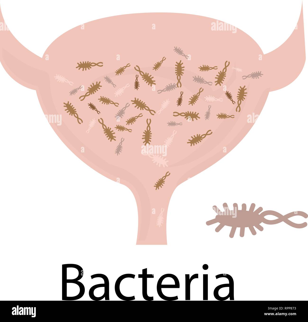 Bacteria. Urinary tract infection. Vector illustration on a white ...