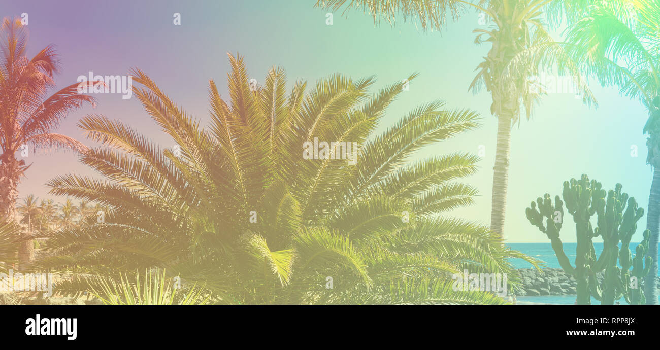Toned photos of the palm trees, light green purple yellow, selective ...