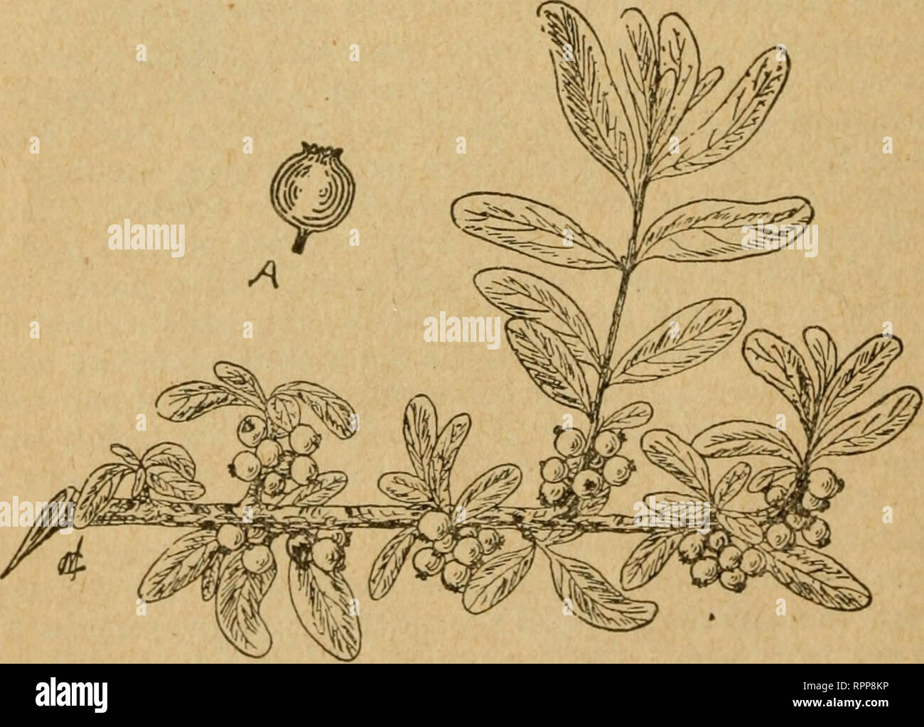 Bullberry hi-res stock photography and images - Alamy