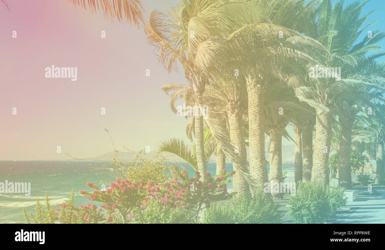 Toned photos of the palm trees, light purple pink, selective focus ...