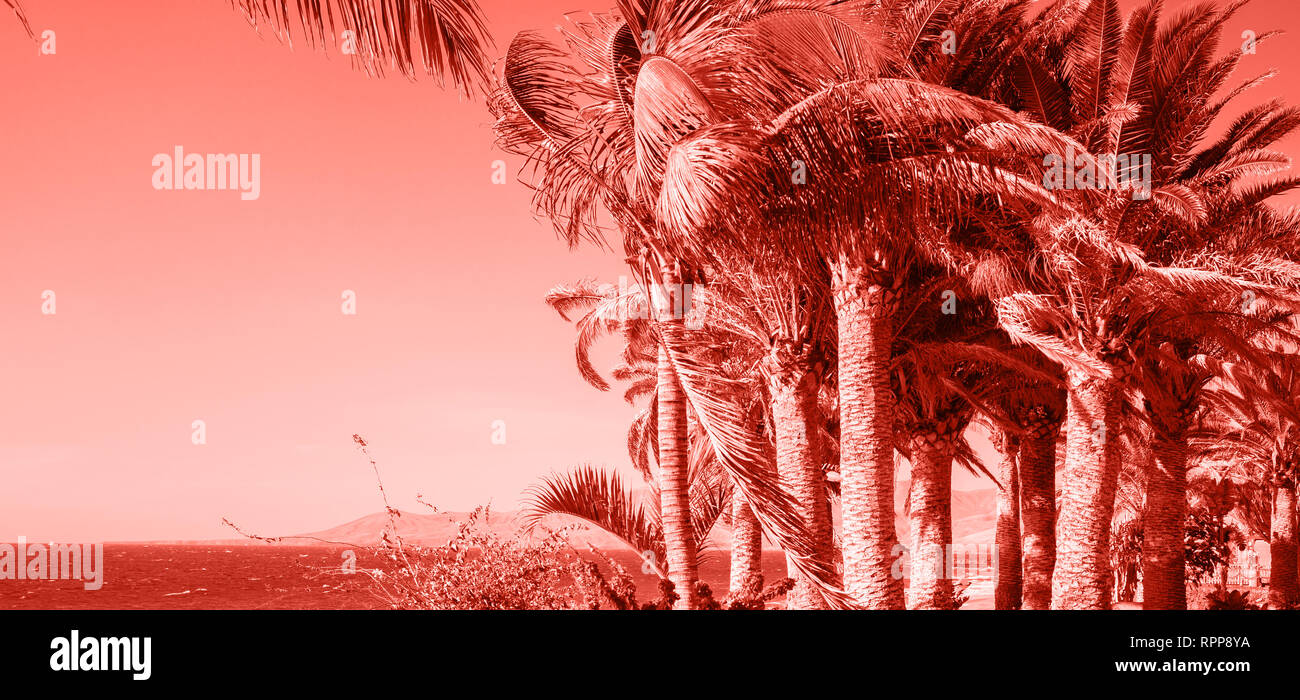 Toned photos of the palm trees, trendy coral color, selective focus ...