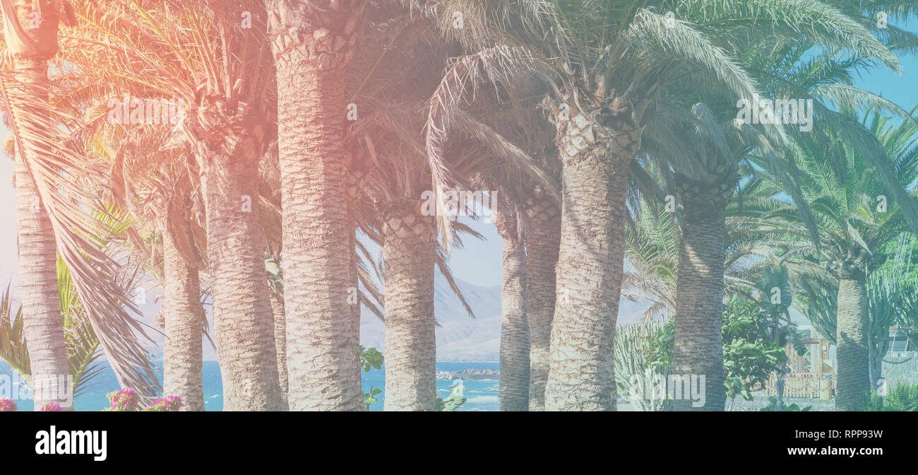Toned photos of the palm trees, light green purple yellow, selective ...