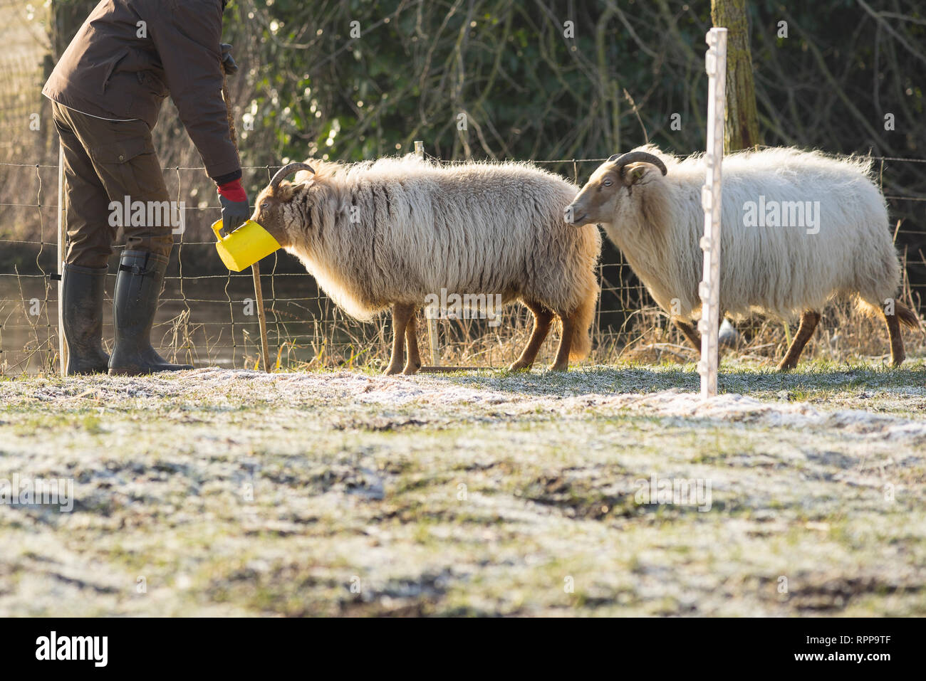 Sunny winter morning on rural farm. farmer with bucket feeding two ...