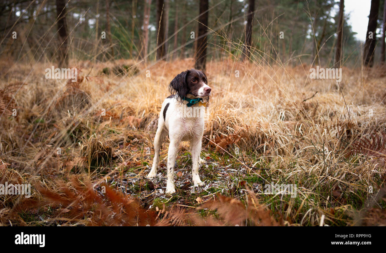 A young English Springer spaniel stood by a pile of feathers in the New ...