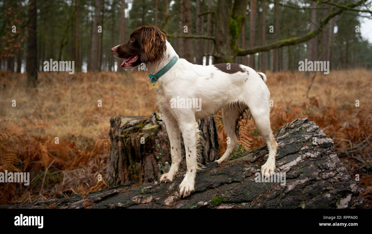 A side view of a English Springer spaniel stood on a log in the New ...