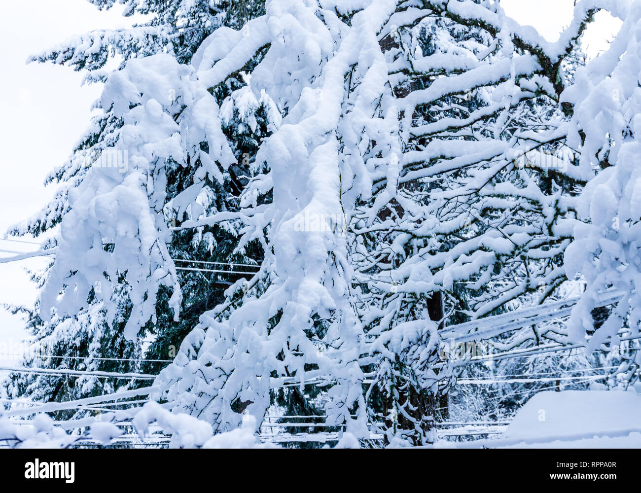 Clumps of snow cling to plant and tree branches Stock Photo - Alamy