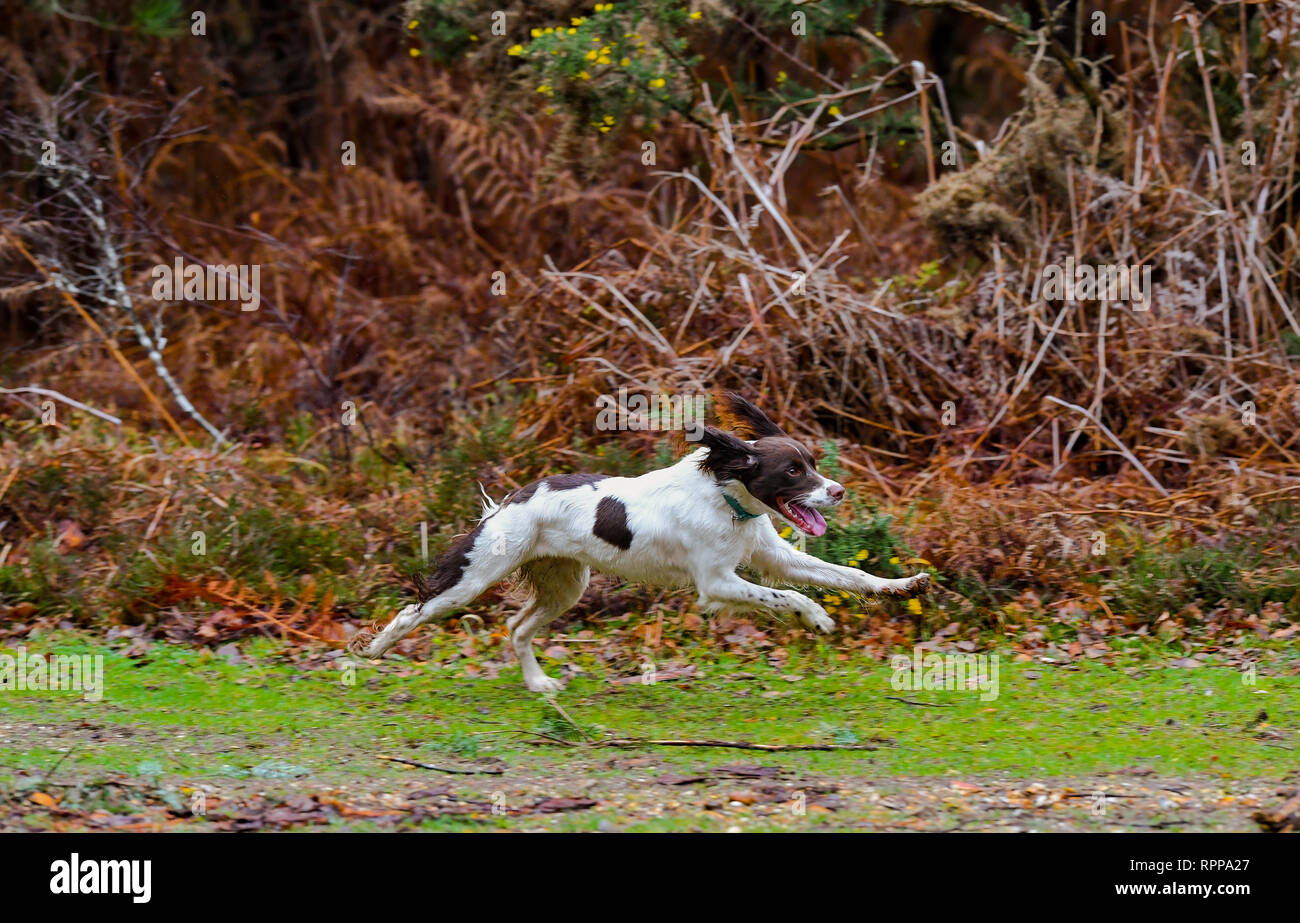English springer spaniel running with an autumnal background at full ...