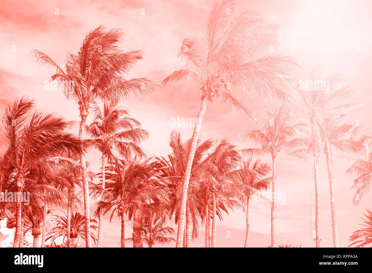 Toned photos of the palm trees, light green blue yellow, selective ...