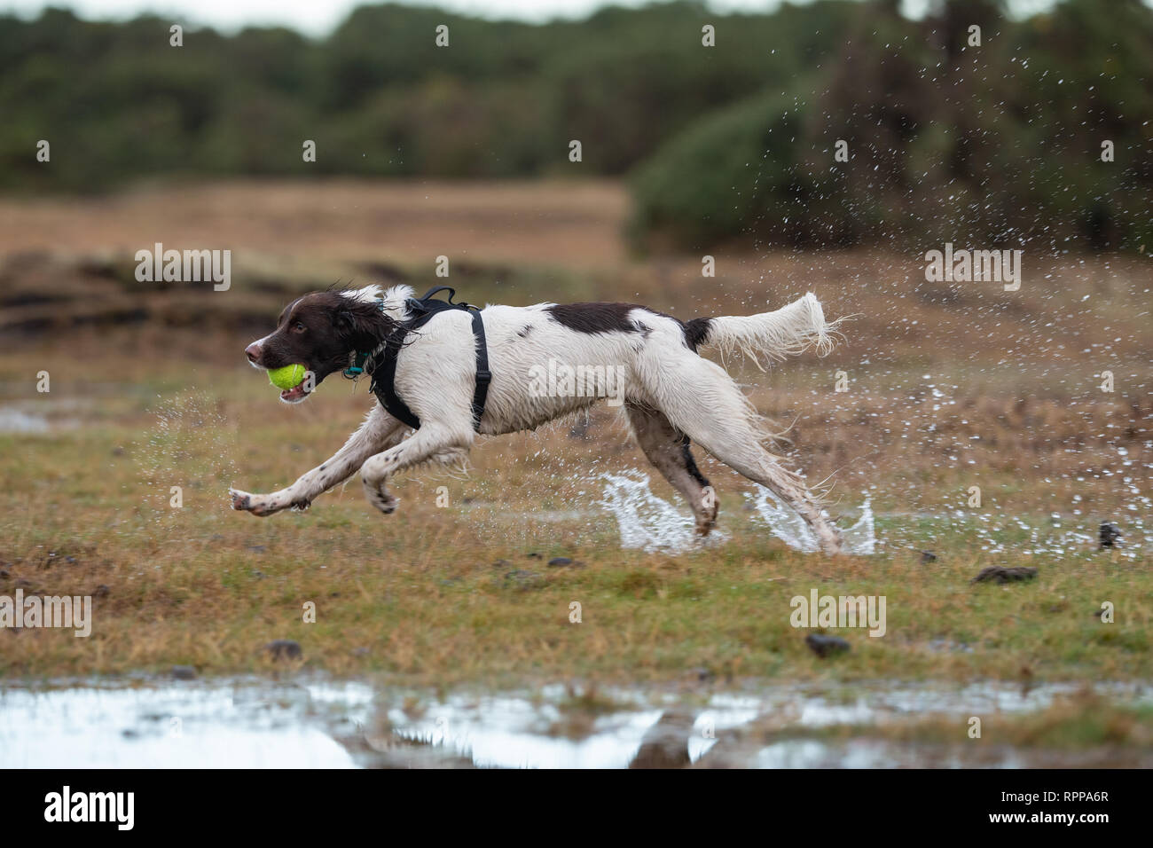 A young English Springer spaniel ( 11 Months) running with ball in ...