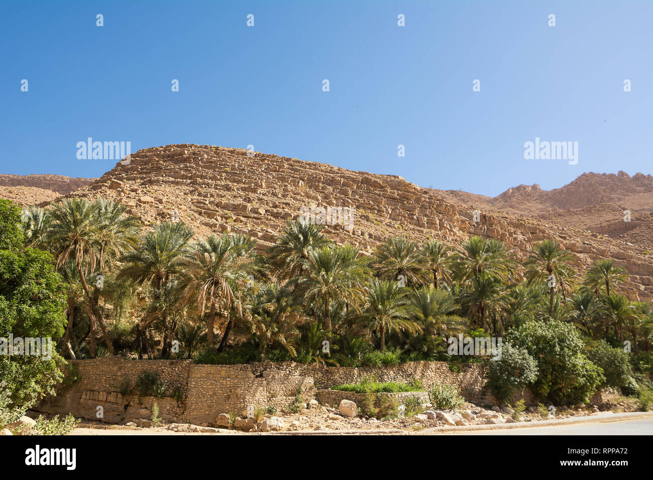 Date palms oman hi-res stock photography and images - Alamy