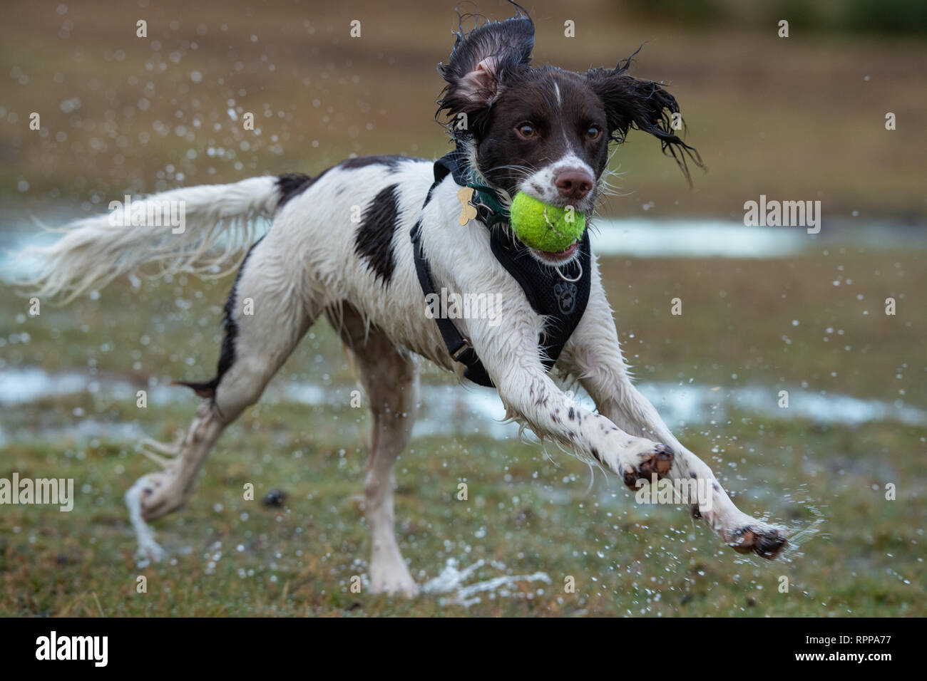 A young English Springer spaniel ( 11 Months) running with ball in ...